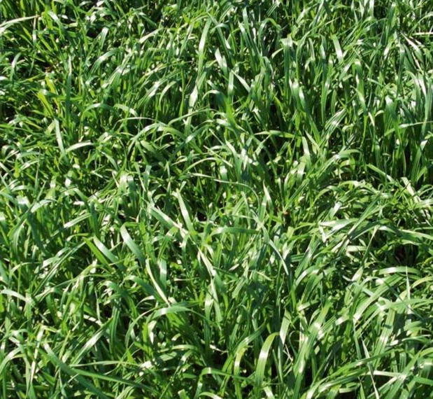Fourrage de ray-grass annuel - Levonet - SEED SERVICE s.r.o. - pour l ...