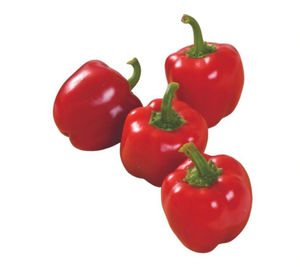 Semence de poivron précoce - Vindaloo - Tozer Seeds Ltd - verte ...