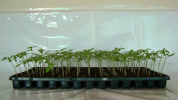 Substrat de culture tourbe de coco - Coco Seedling Trays™ - Sivanthi ...