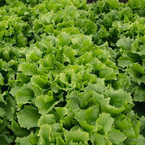 Semence d'endive précoce - EROS - Bejo Zaden B.V.