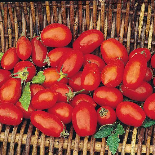 Tomate cerise rouge - Roma VF - thompson-morgan - ronde