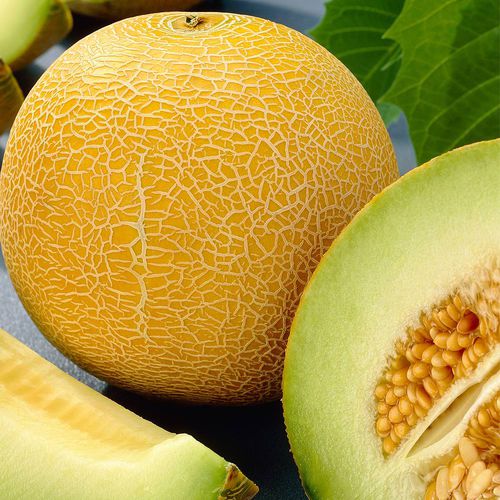 Semence de melon résistante au mildiou du feuillage - thompson-morgan ...