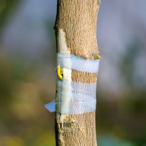 Ruban à greffer - PLA-150mm - Plastrip