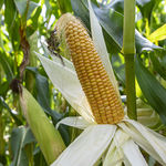 Semences de maïs ensilage KWS - Tous les produits sur AgriExpo