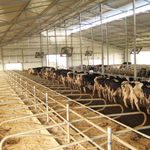 Logette, Logette bovin - Tous les fabricants de l'agriculture