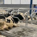 Logette, Logette bovin - Tous les fabricants de l'agriculture