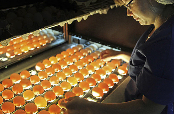 Automatic egg candling unit - Pas Reform Hatchery Technologies