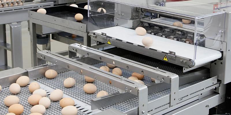 Egg grading system - Pas Reform Hatchery Technologies - belt