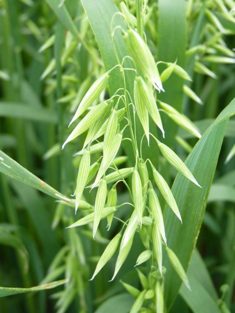 Spring oat seed - HUSKY - Saaten-Union GmbH - powdery mildew resistant ...