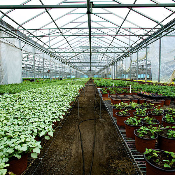 Greenhouse sheeting - SUPER4 - AT Films Inc. - polyethylene / transparent
