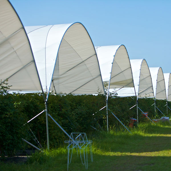 Greenhouse sheeting - LUMINANCE - AT Films Inc. - thermal