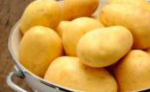 Early potato seed - Marabel - EUROPLANT Pflanzenzucht GmbH - edible ...