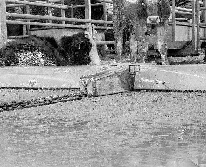 Chain manure scraper - EYS Dewatering & Composting Solutions - rope ...