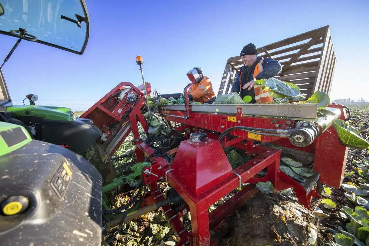 Cabbage Harvesting Equipment