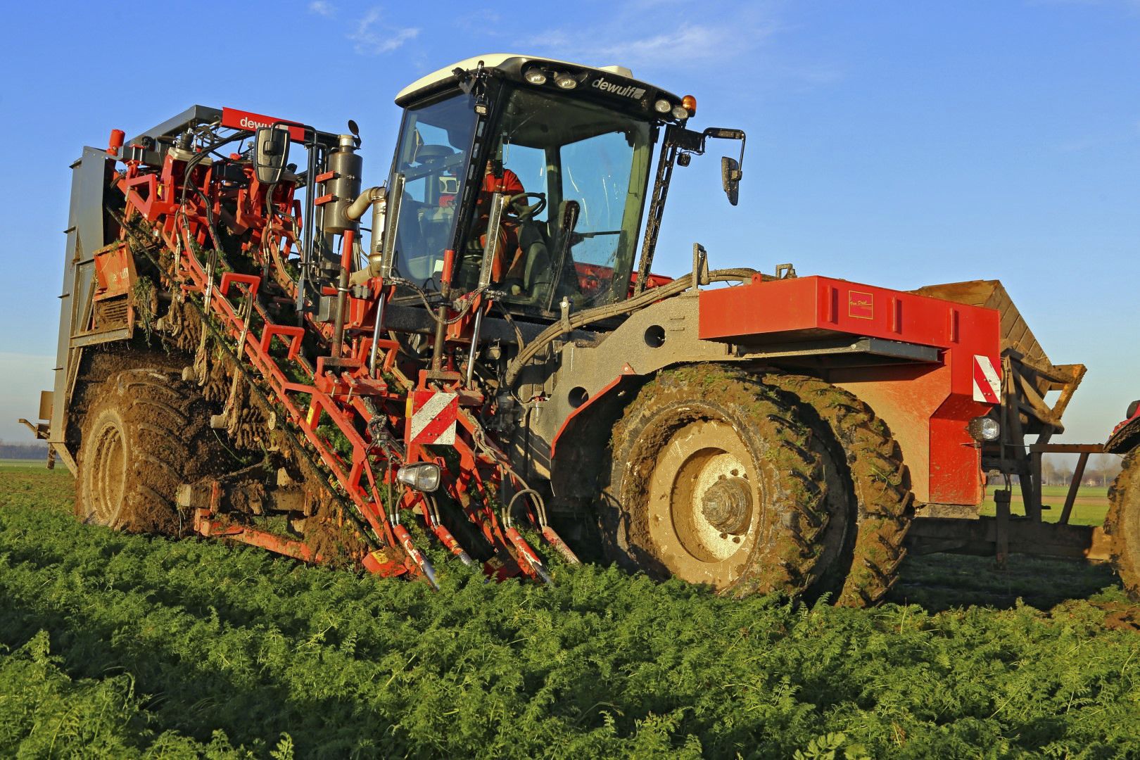 Carrot harvester machine - ZKIIS - Dewulf Group - parsnip / beet / celeriac