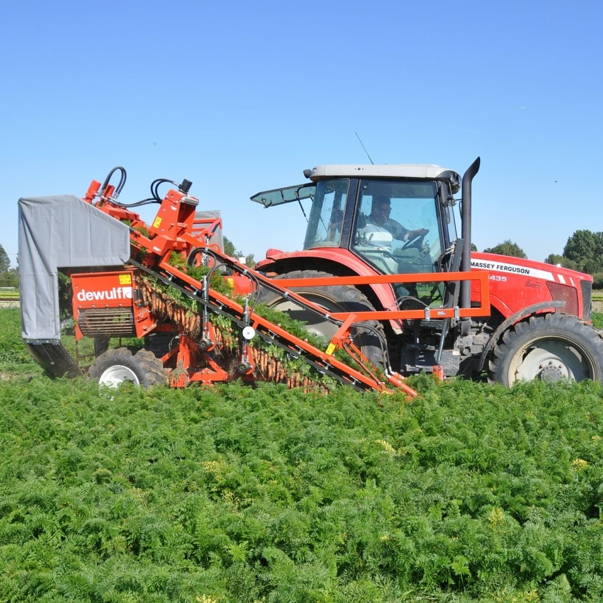 Carrot harvester machine - P3CL Profi - Dewulf Group - parsnip / beet ...