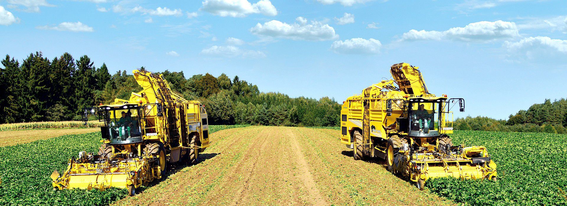 Beet harvester - Panther - ROPA Fahrzeug- und Maschinenbau GmbH - sugar ...