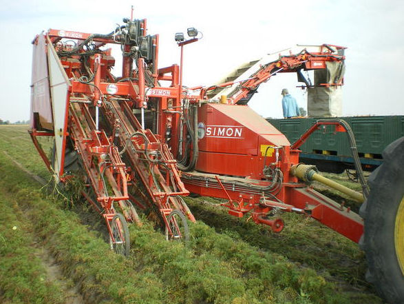 Carrot harvester machine - R2FCMR - SIMON - towed / 2-row