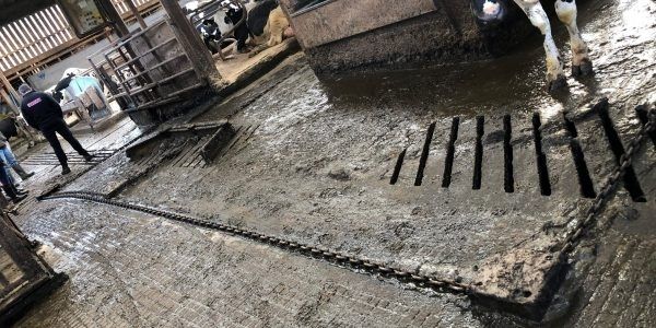 Chain manure scraper - Storth Ltd. - straight / rubber / automatic