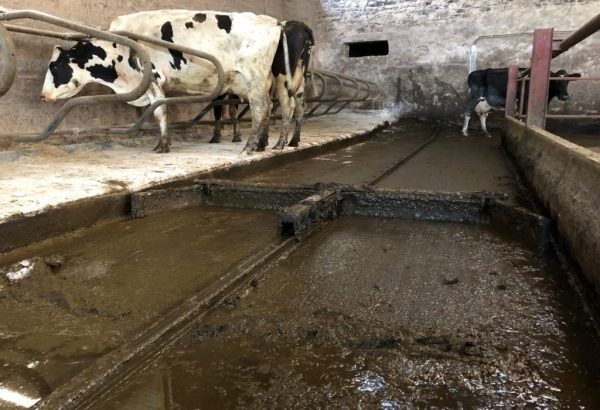 Wire rope manure scraper - Storth Ltd. - straight / rubber / automatic