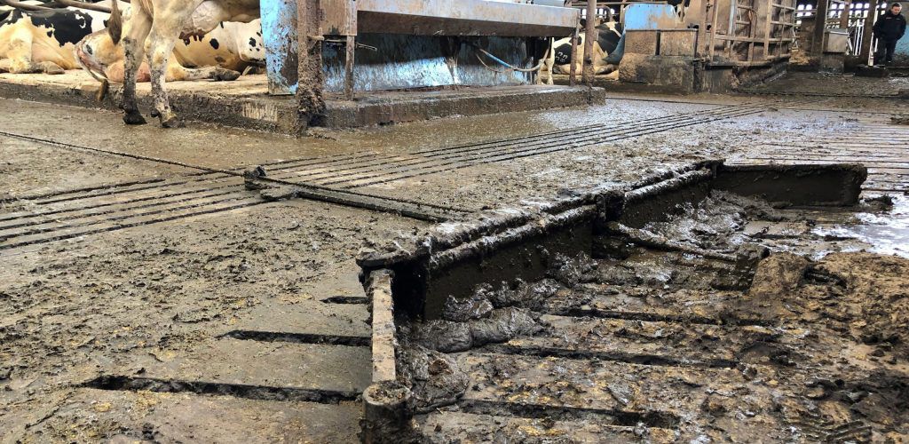 Rope manure scraper - Storth Ltd. - straight / rubber / automatic