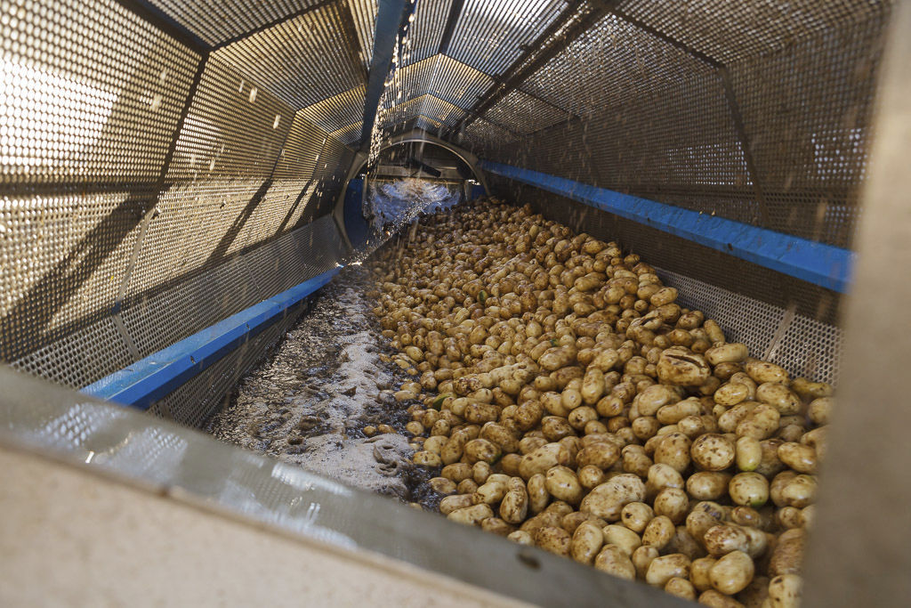 Potato crop cleaning machine - Tolsma-Grisnich - beet / carrot / drum