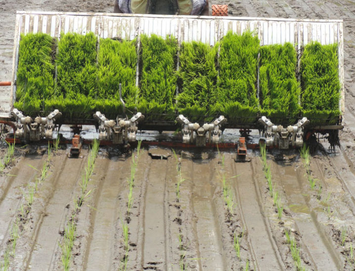 Rice transplanter - VST Tillers Tractors Ltd. - manual / 8-row / self ...