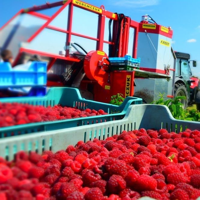 Raspberry harvester machine - KAREN - Weremczuk FMR Sp. z o.o. - towed ...