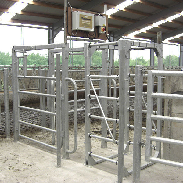 Cow sorting gate - Pegasus - ATL - Agricultural Technology Ltd.