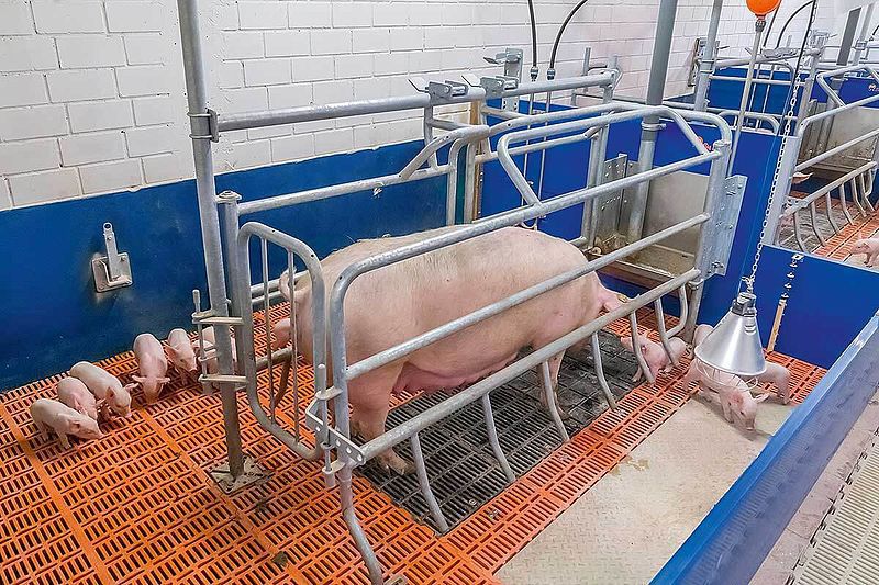 Anti-crush protection farrowing stall - ActiWel - Big Dutchman - with ...