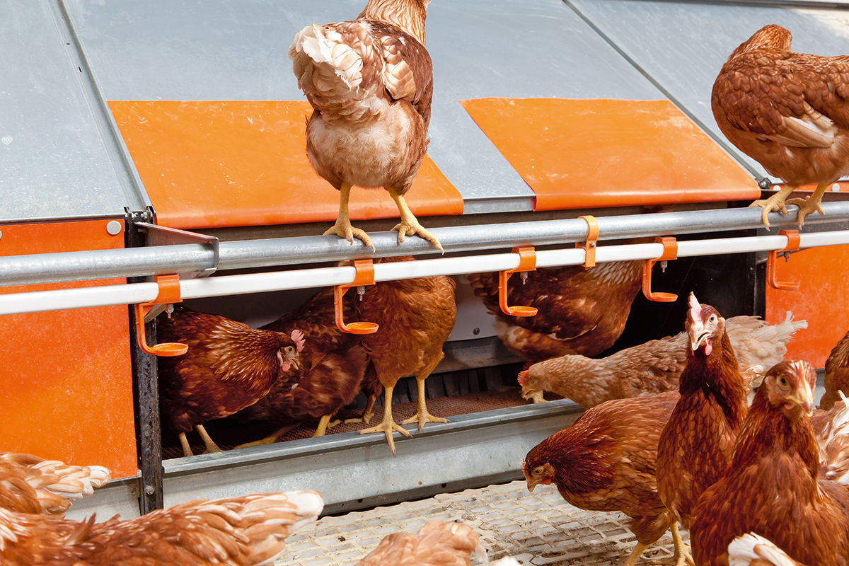 Layer hen aviary system - Manure pit - Big Dutchman - with manure ...