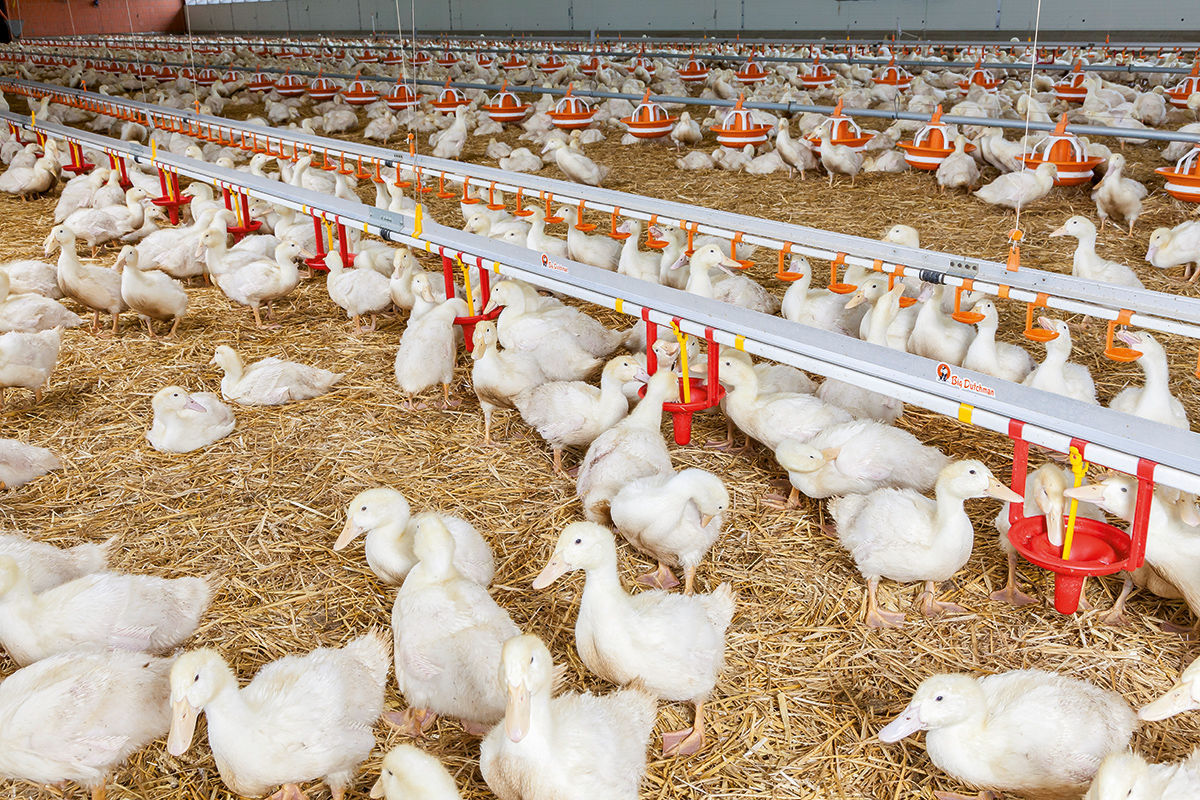 Poultry drinker - Pekino - Big Dutchman - plastic / suspended