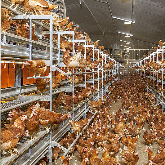 Layer hen aviary system - NATURA step - Big Dutchman - multi-tier ...