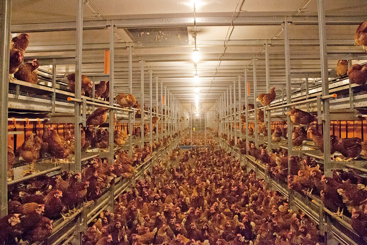 Layer hen aviary system - NATURA Step XL - Big Dutchman - multi-tier ...