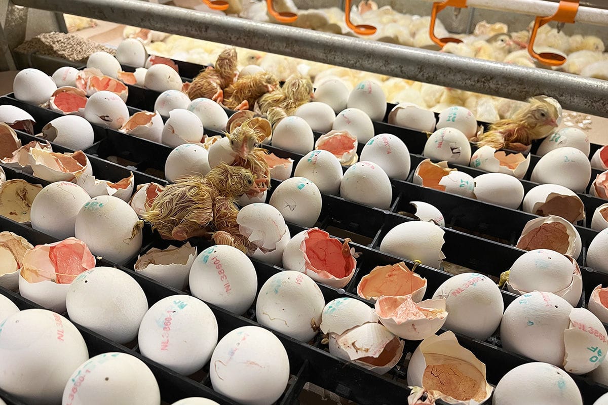 Layer hen aviary system - NATURA Life - Big Dutchman - multi-tier