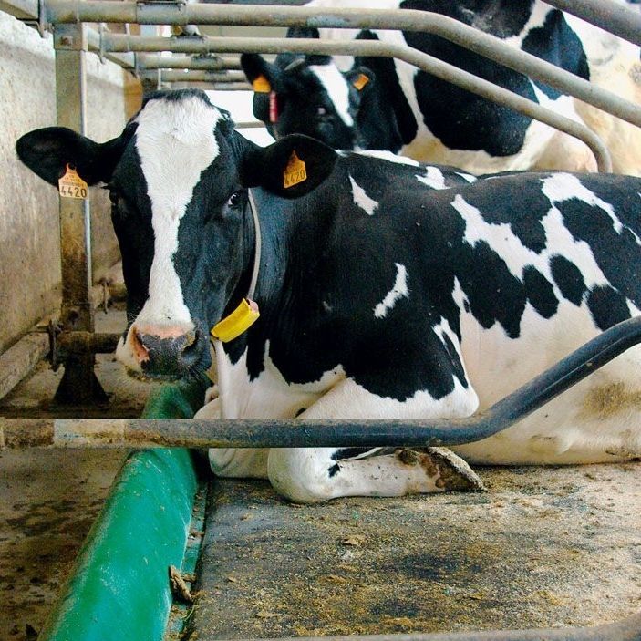 Rubber cow mattress - ELISTA® Matelas latex - Bioret Agri - foam / for ...