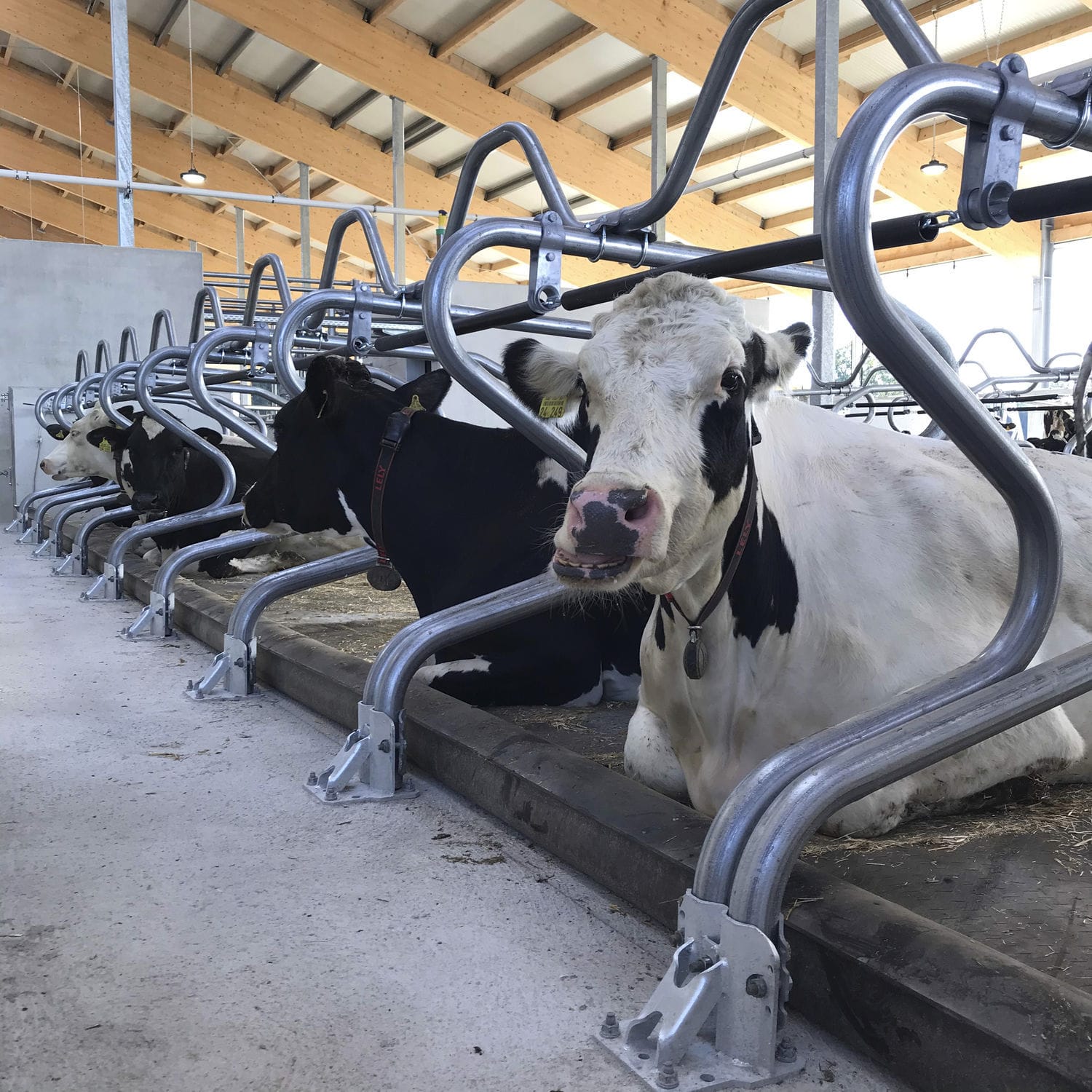 Rubber cow mattress - ELISTA® Matelas latex - Bioret Agri - foam / for ...