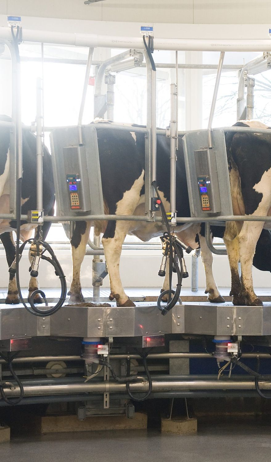 Cow milking parlour - XPEDIA 360IX - BouMatic - herringbone / parallel ...