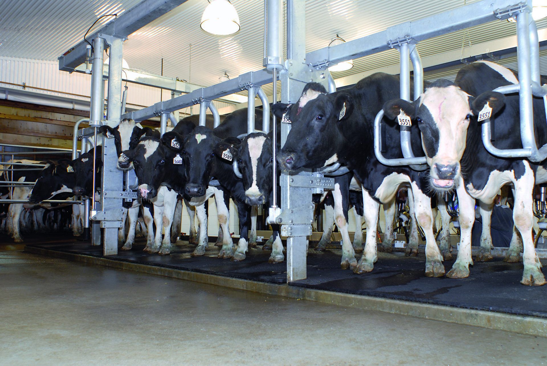 Cow milking parlour - XCALIBUR 90LX - BouMatic - parallel / with ...