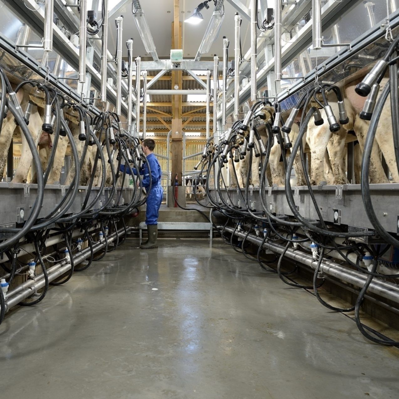 Cow milking parlour - FORMULA 1 - BouMatic - parallel