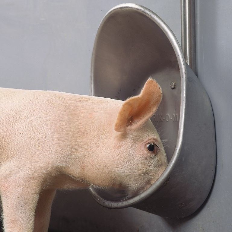Swine drinker - DRIK-O-MAT - ACO Funki A/S - bowl / stainless steel
