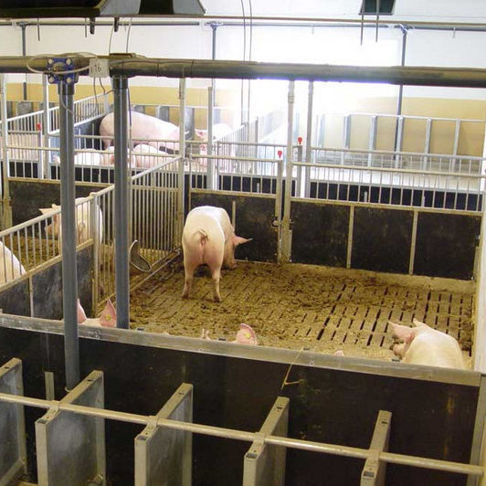 Livestock partition - INN-O-FLEX - ACO Funki A/S - for pigs / PVC