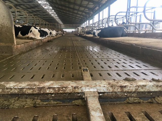 Wire rope manure scraper - AGRICOW - robotic / V / straight