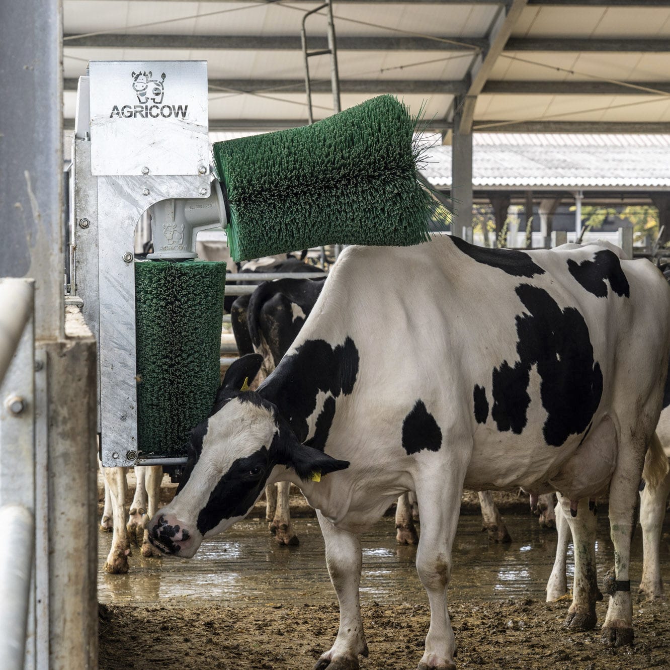 Livestock comfort brush - Double Brush - AGRICOW - rotating / cows / pig