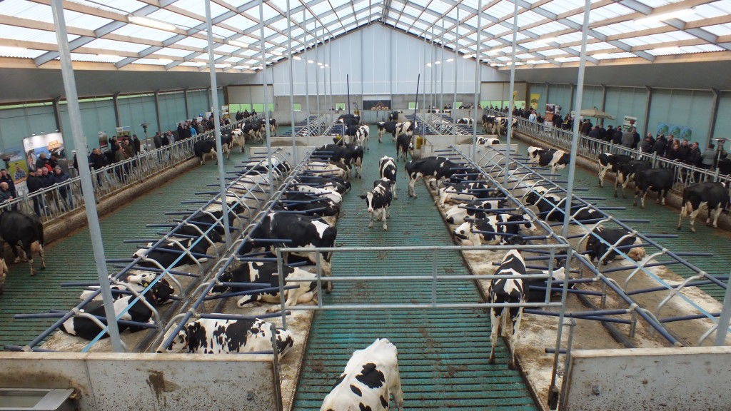 Flexible free stall - Release Flexible Freestall - AGRIPROM - Cow ...