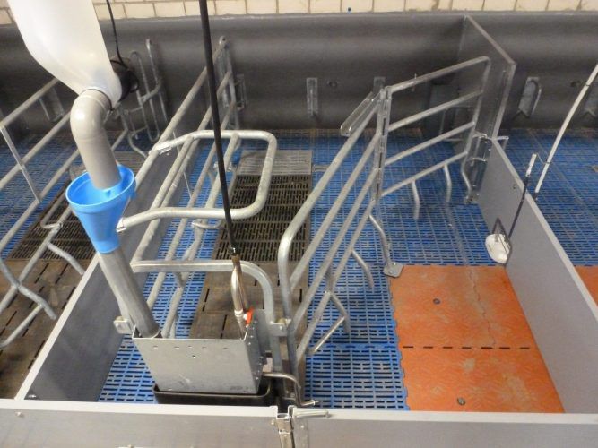 Anti-crush protection farrowing stall - SWING & KINK - CAWI International