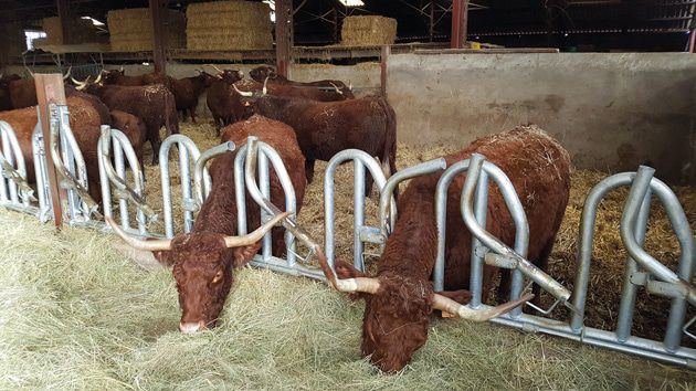 Cattle headlock - TITAN - CK Industries - self-locking / Swedish