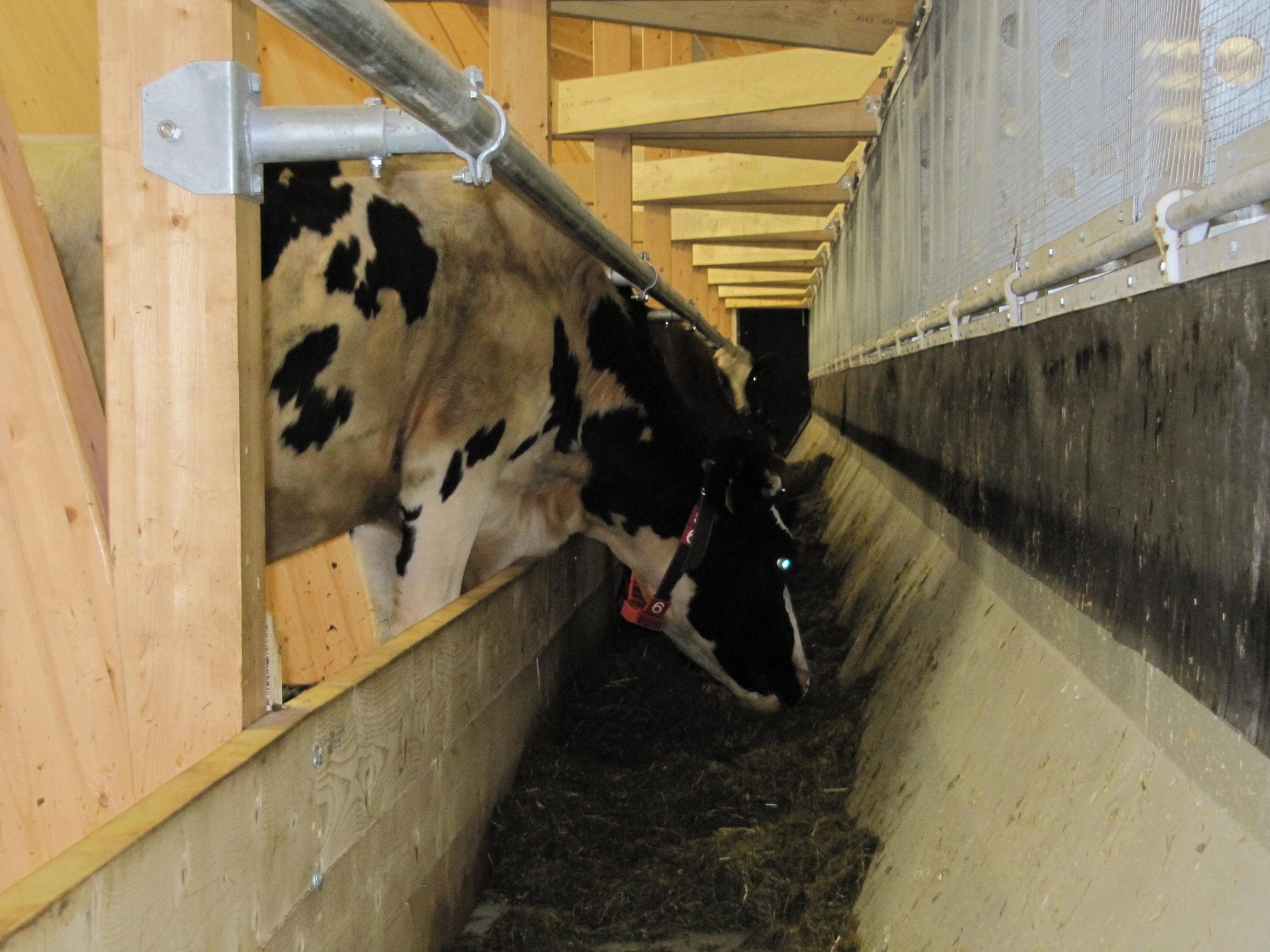 Cattle trough - Feedwall - Cowhouse International bv - multi-access ...