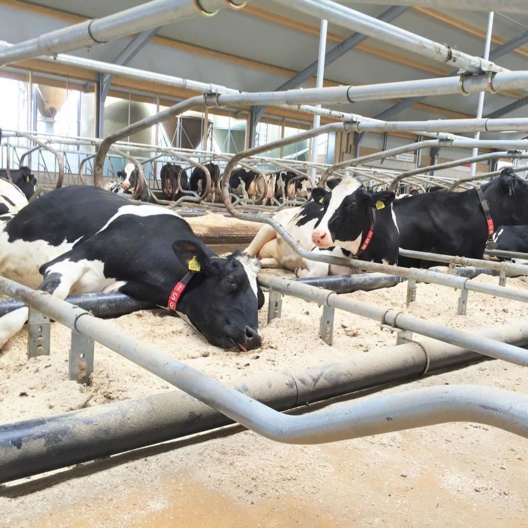 Galvanized freestall divider - Comfort Zone - Cowhouse International bv