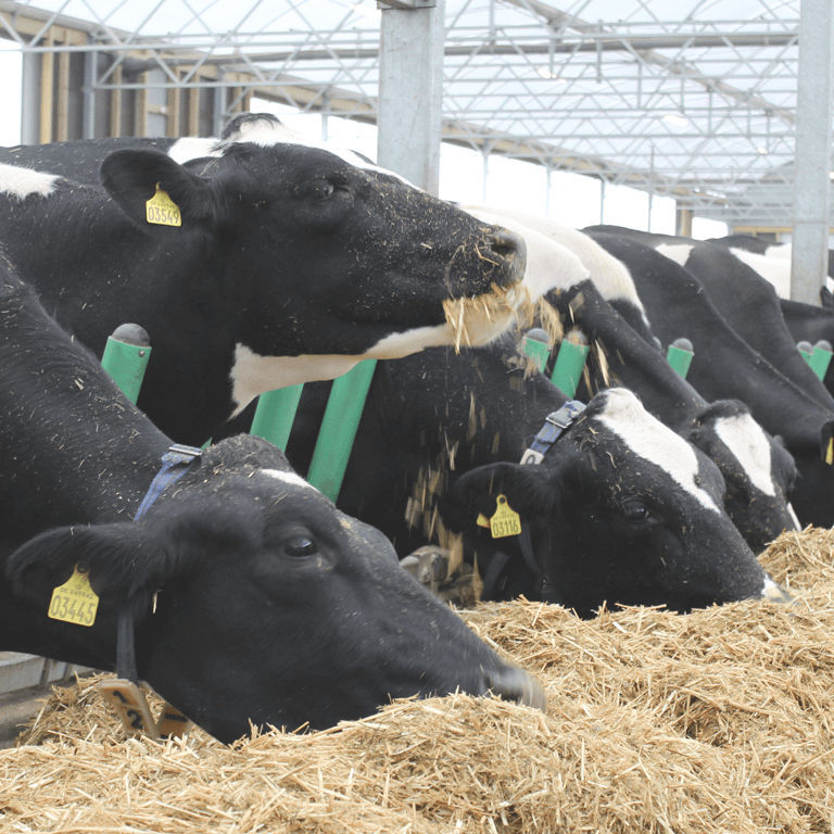 Cows headlock - Flex Feed™ - Cow-Welfare - adjustable / tubular